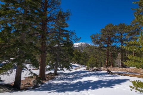 Regional Forest and Fire Capacity - IECF